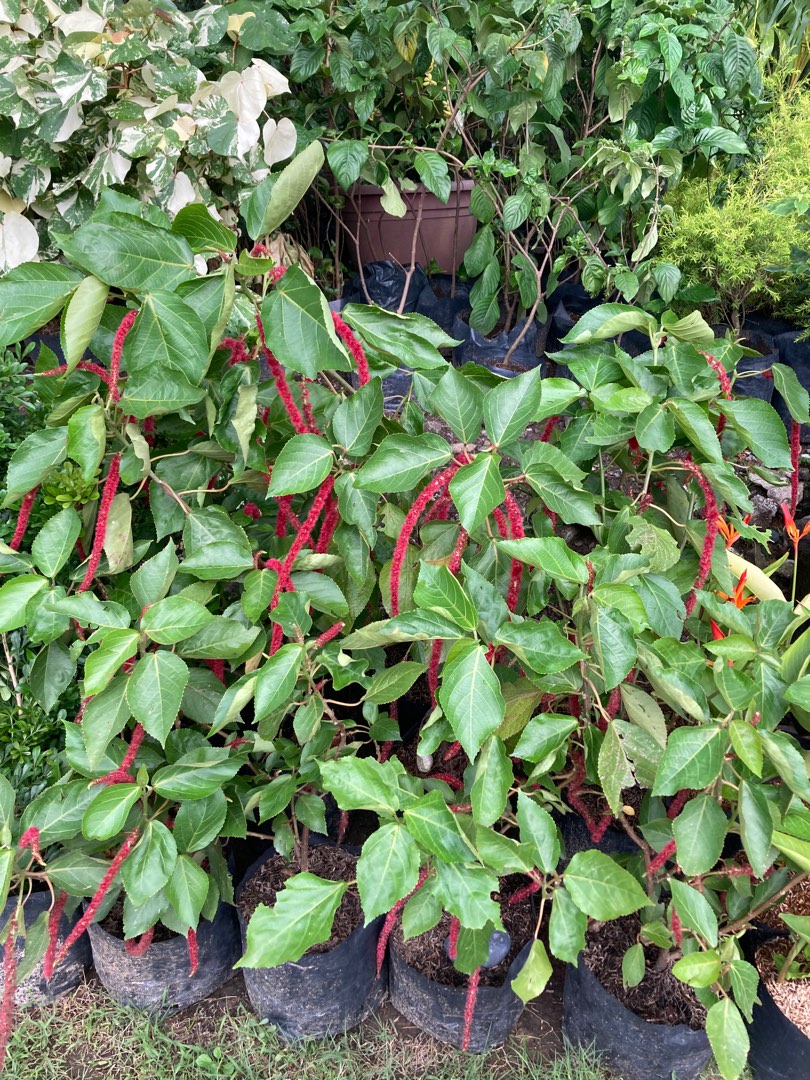 Buntot pusa, Furniture & Home Living, Gardening, Plants & Seeds on ...