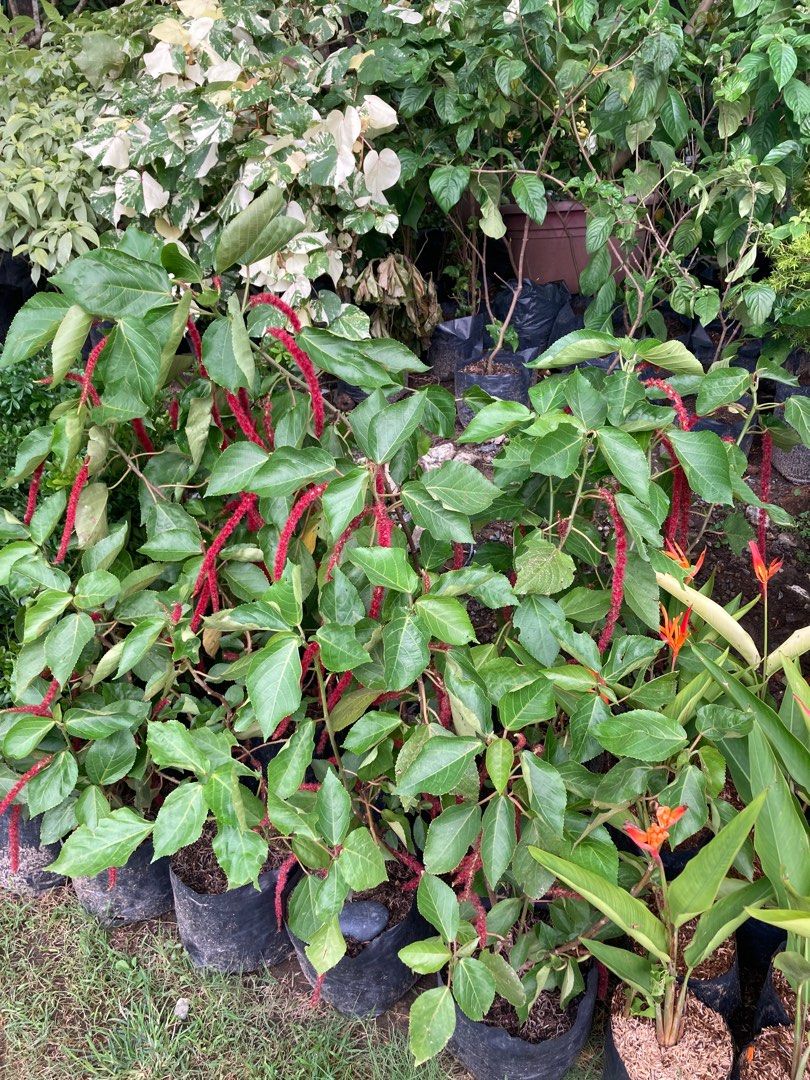 Buntot pusa, Furniture & Home Living, Gardening, Plants & Seeds on ...