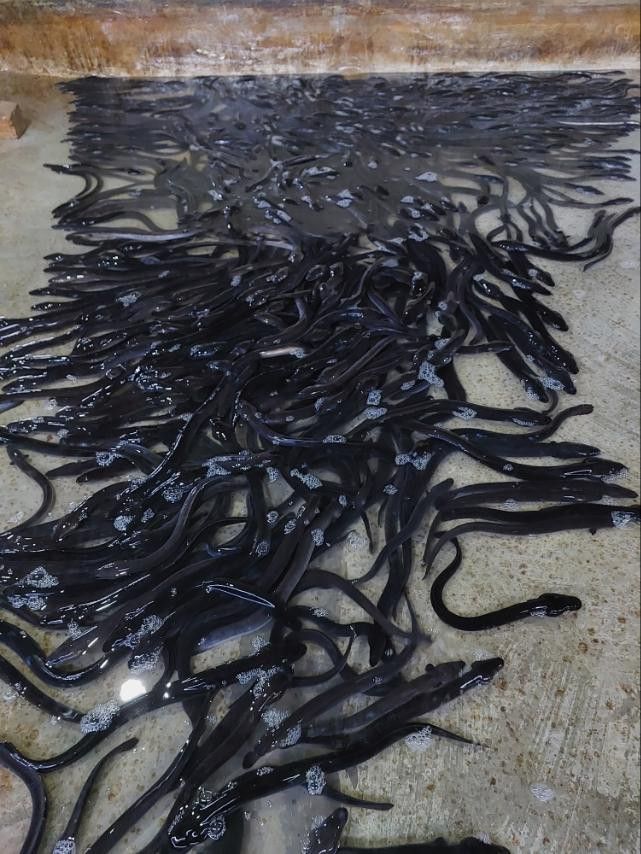 Eel Bicolor black eel glass eel For Igad for Sale, Sports Equipment ...