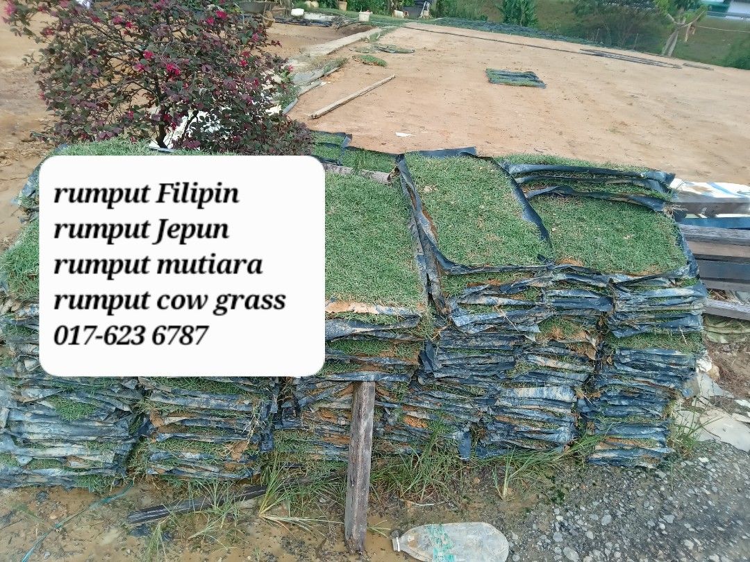 Jenis Rumput Di Malaysia Pembekal Rumput Malaysia Jenis Rumput Berbagai ...