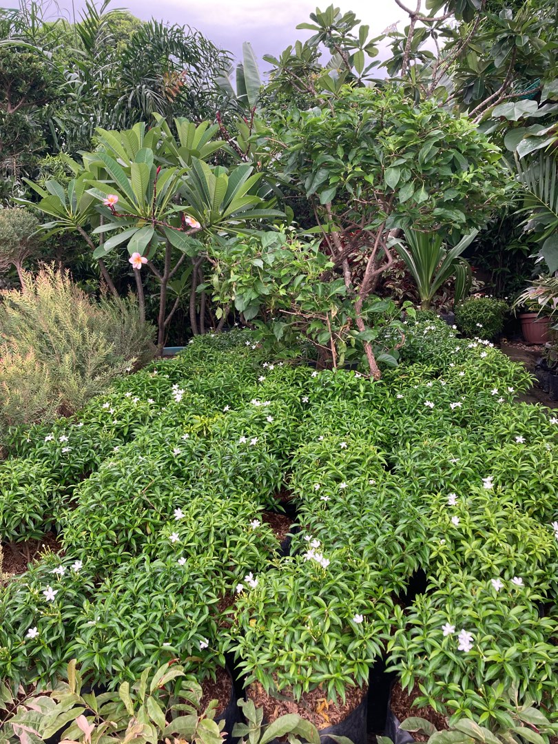Pandakaki, Furniture & Home Living, Gardening, Plants & Seeds on Carousell