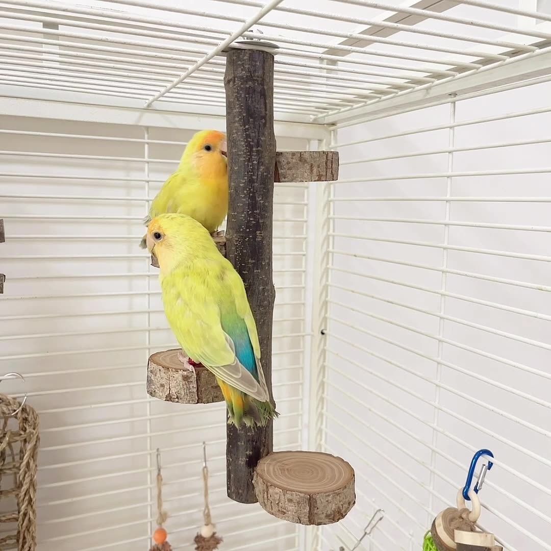 Parrot Bird Perching Wood | Solid Wood | Climbing Toy | Rotating Branch ...