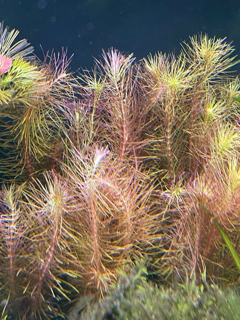 Red Whorly Rotala W Roots, Pet Supplies, Homes & Other Pet Accessories ...