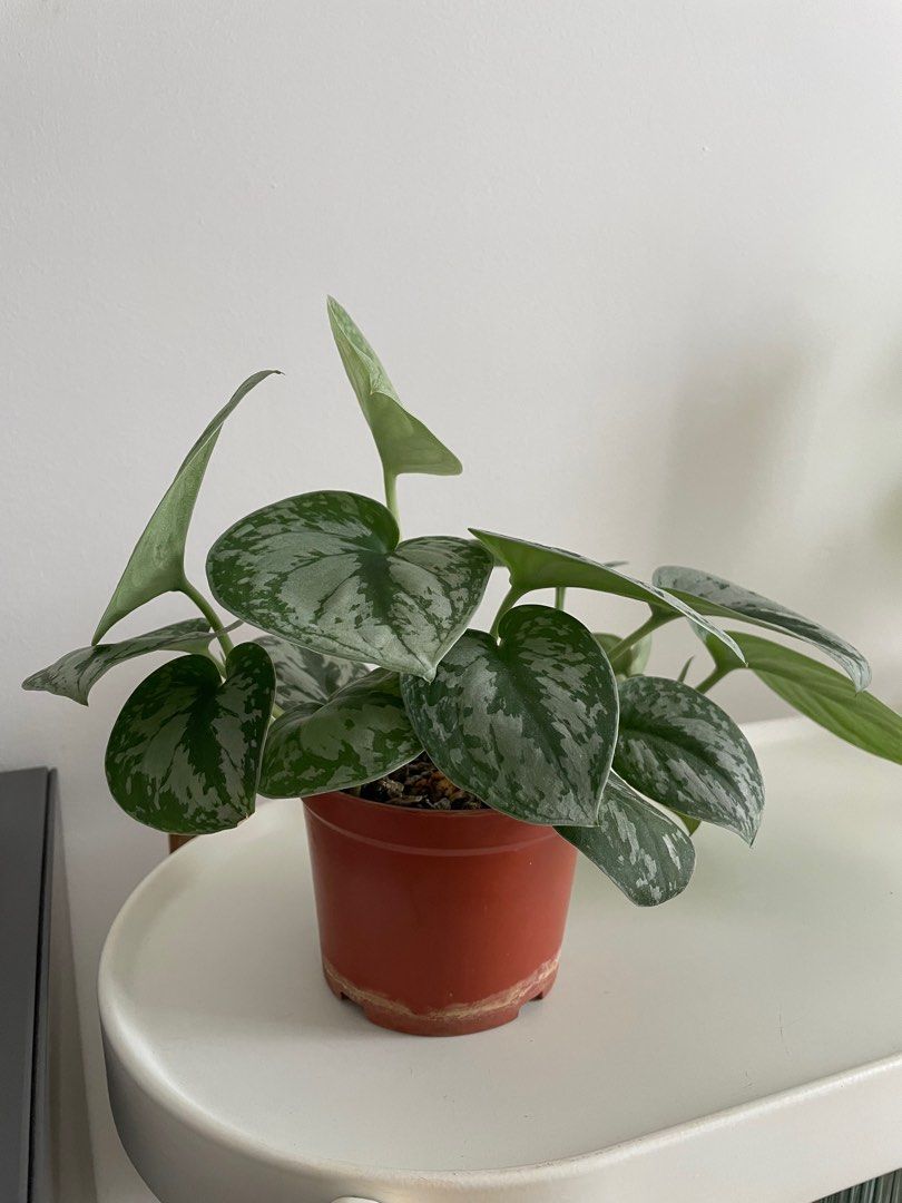 Scindapus Satin Pothos WITH pink pot, Furniture & Home Living ...