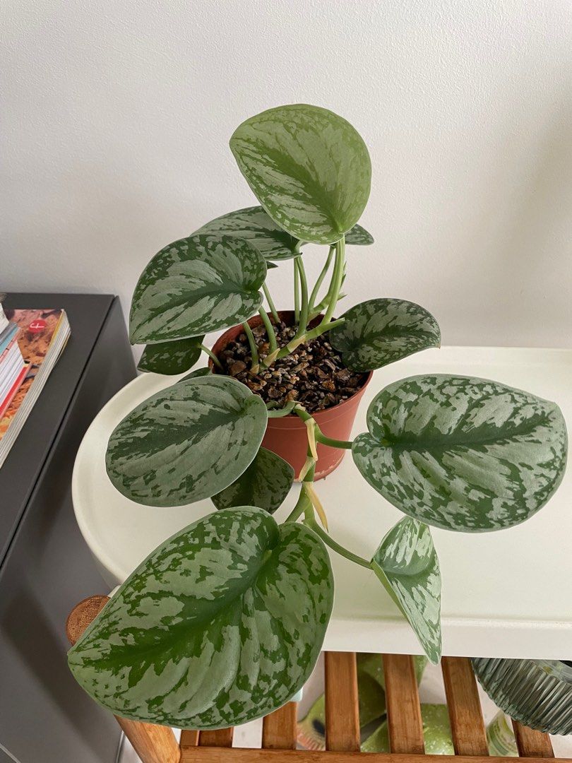 Scindapus Satin Pothos WITH pink pot, Furniture & Home Living ...