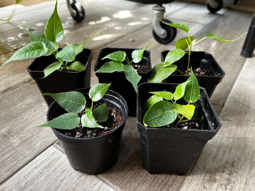 Small Bodhi Tree Plants, Furniture & Home Living, Gardening, Plants ...