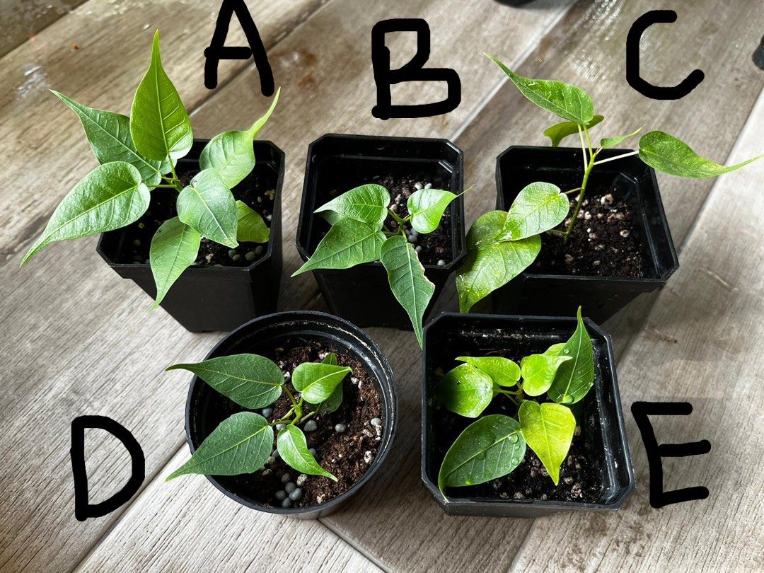 Small Bodhi Tree Plants, Furniture & Home Living, Gardening, Plants ...