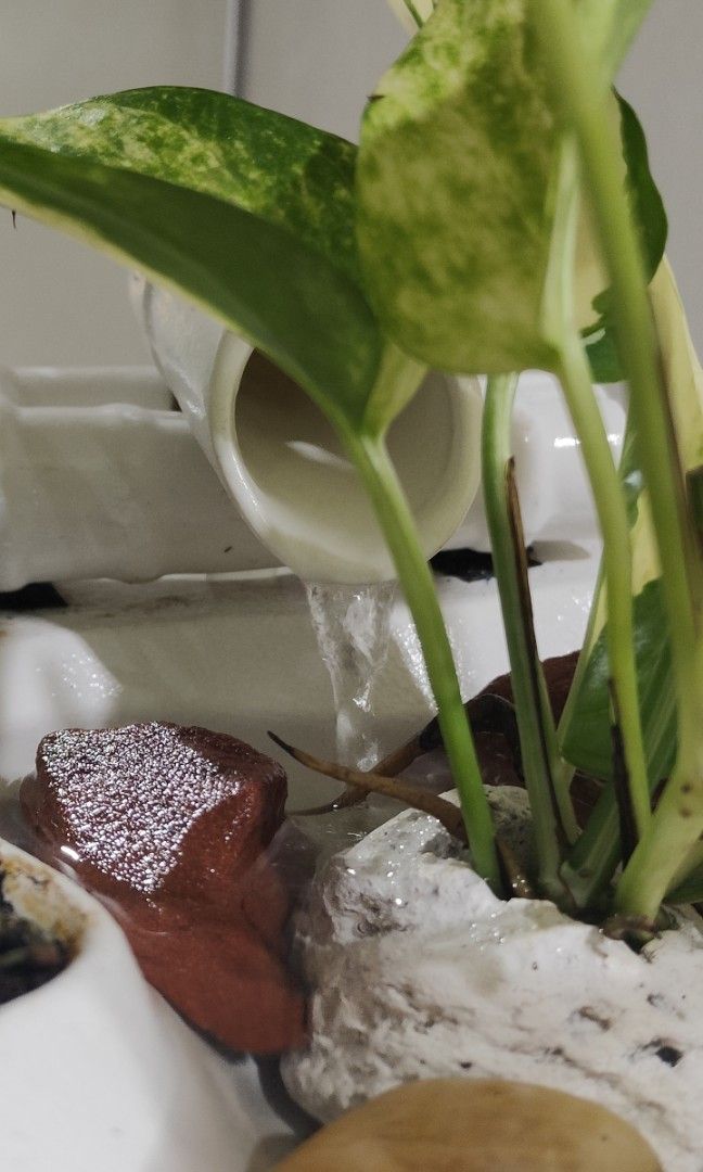 Snake plant & Money Plant with water flow system, Furniture & Home Living, Gardening, Pots ...