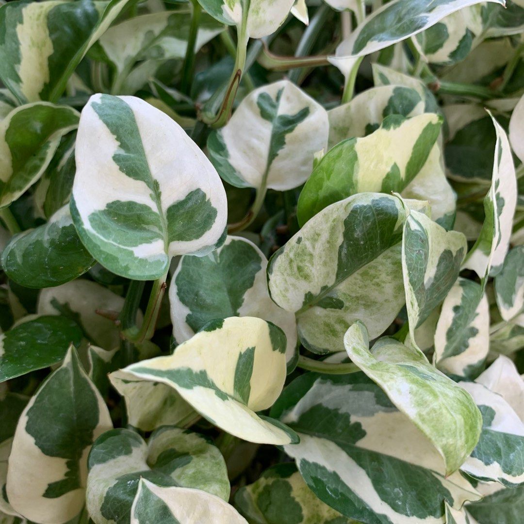 Tanaman sirih gading rimbun dan lebat, Perkebunan di Carousell