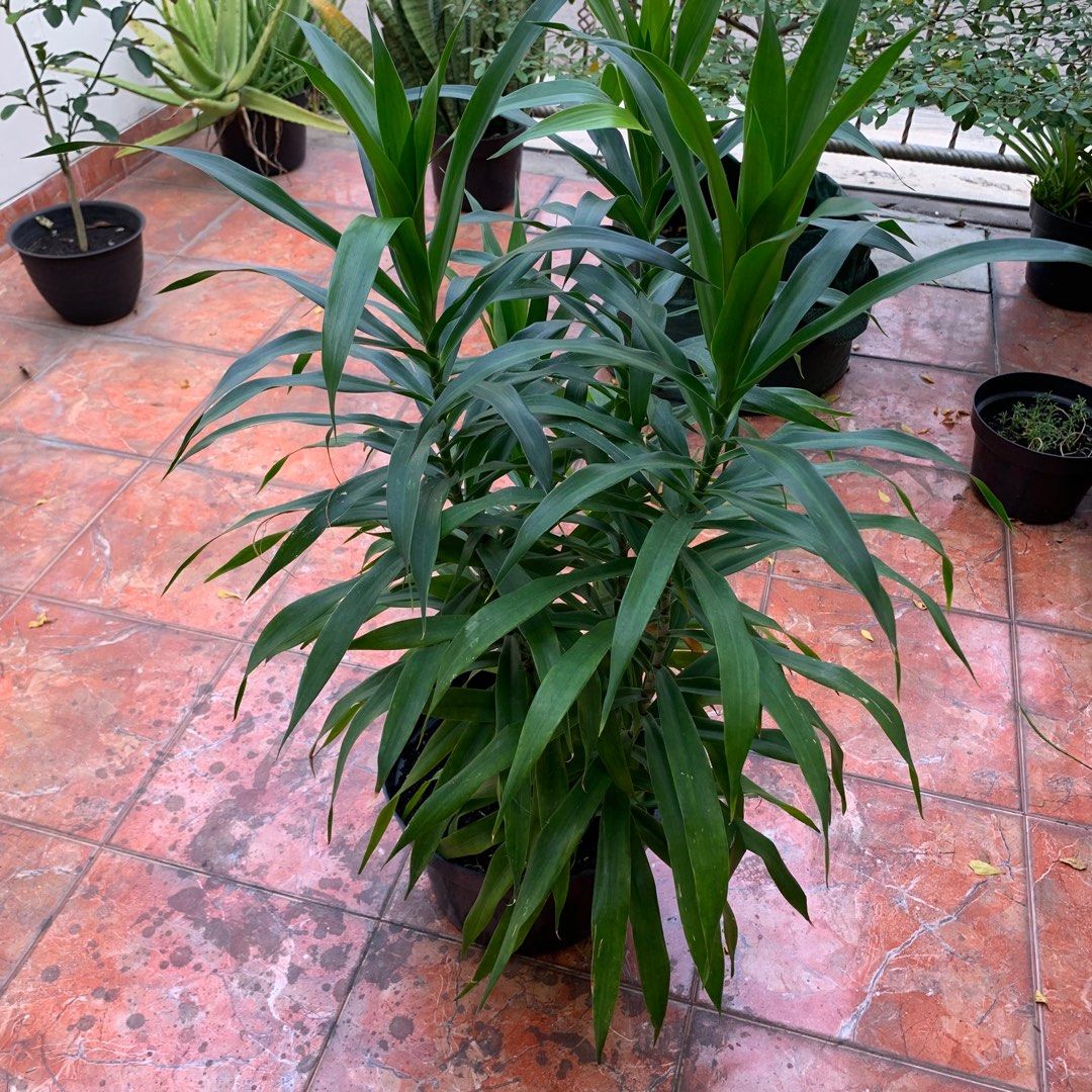 Tanaman Suji Rimbun hijau dan lebat, Perkebunan di Carousell