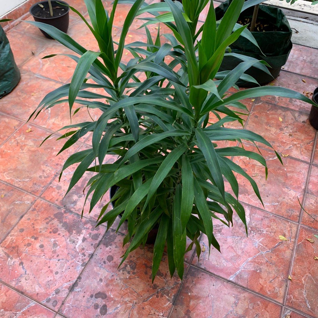 Tanaman Suji Rimbun hijau dan lebat, Perkebunan di Carousell