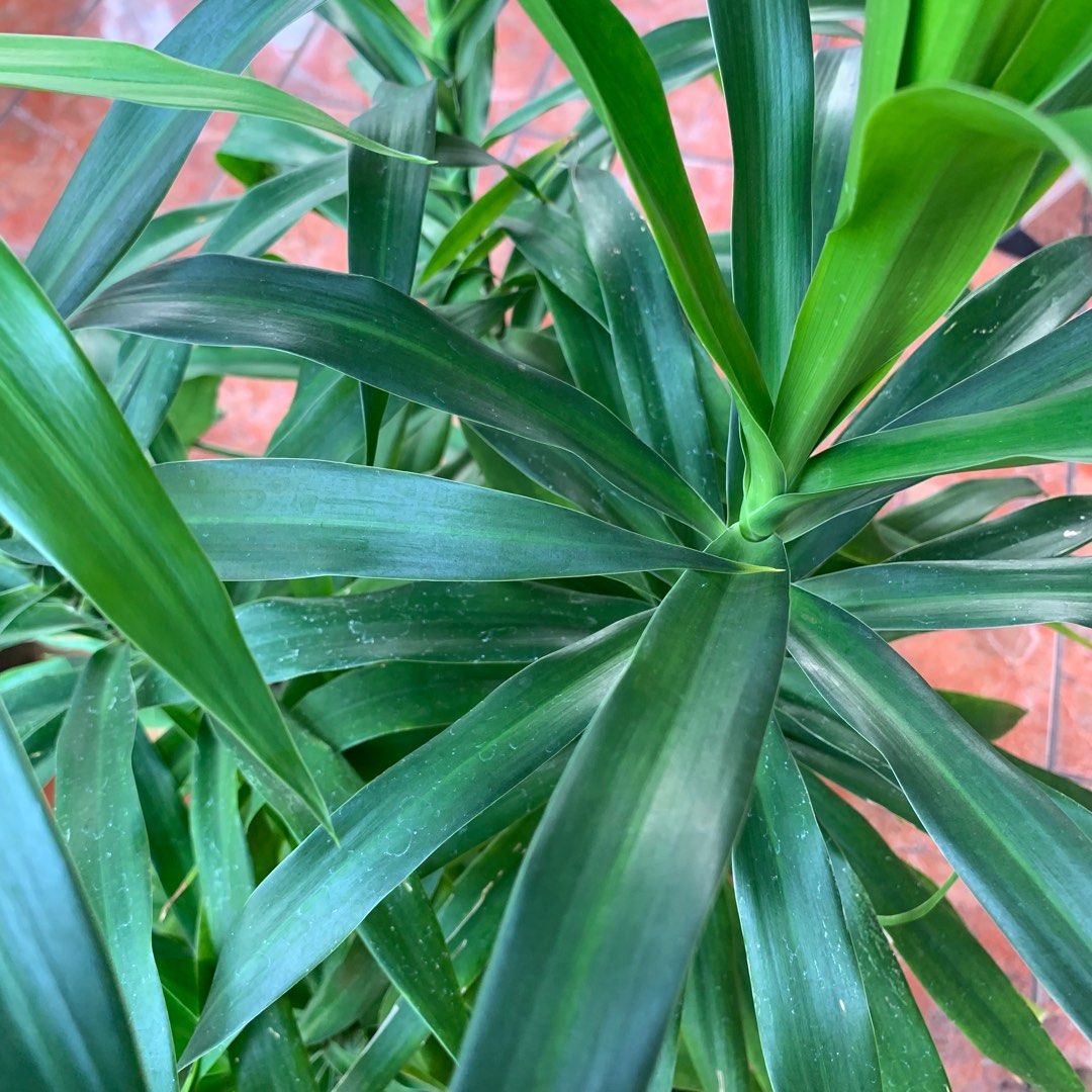 Tanaman Suji Rimbun hijau dan lebat, Perkebunan di Carousell