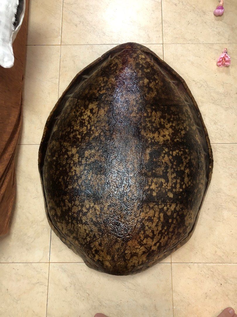 Turtle shell, Furniture & Home Living, Home Decor, Other Home Decor on ...