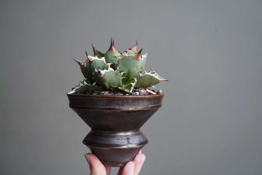 Agave Titanota, Furniture & Home Living, Gardening, Plants & Seeds on ...