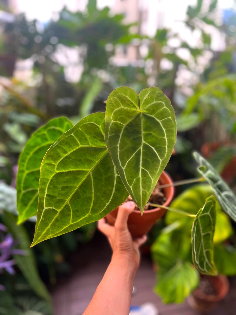 Anthurium Crystallinum, Furniture & Home Living, Gardening, Plants ...