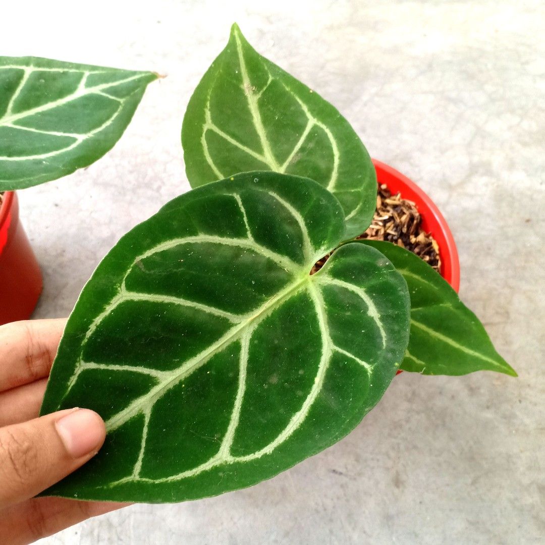 Anthurium Magnificum X KOS, Furniture & Home Living, Gardening, Plants ...