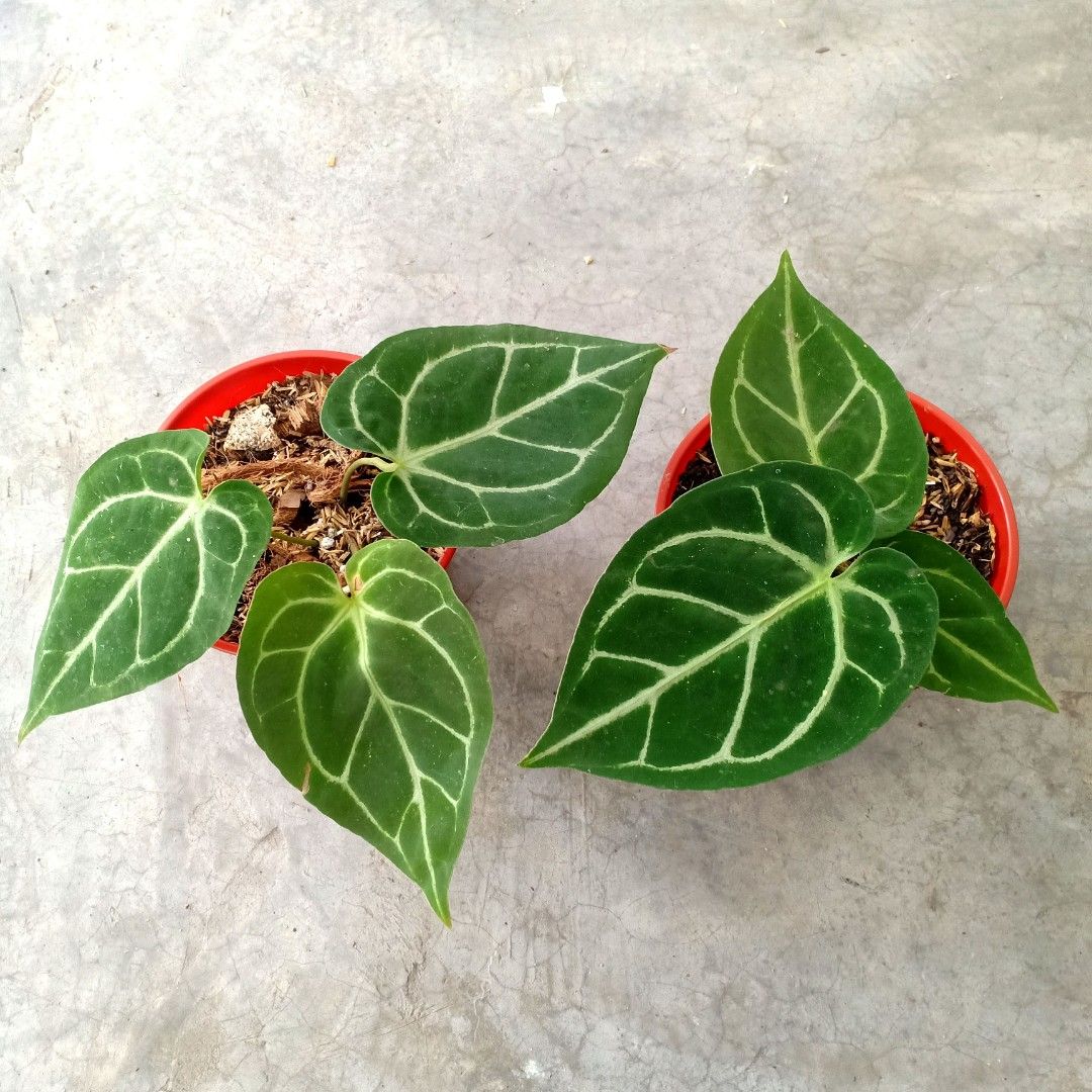 Anthurium Magnificum X KOS, Furniture & Home Living, Gardening, Plants ...