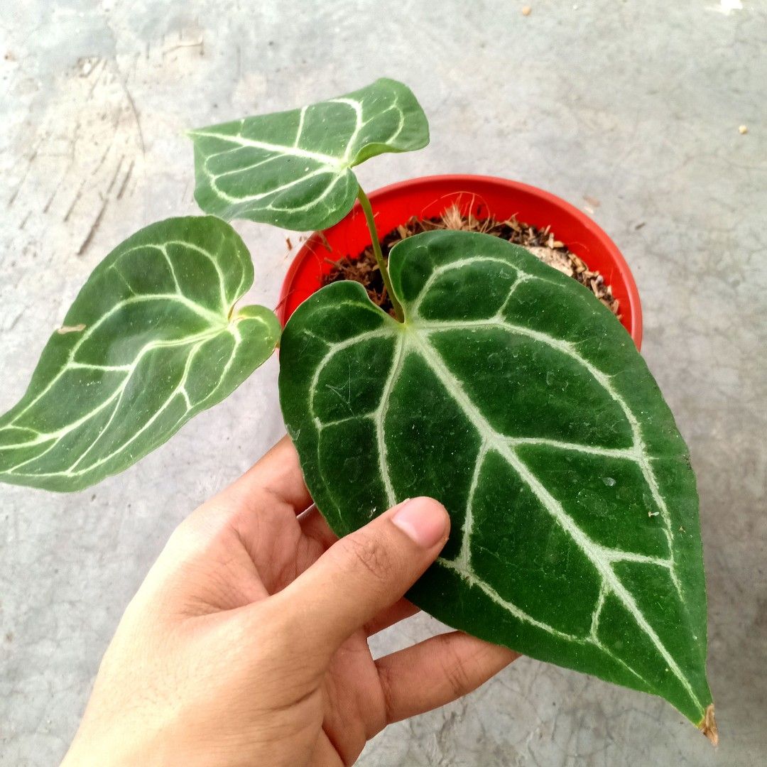 Anthurium Magnificum X KOS, Furniture & Home Living, Gardening, Plants ...