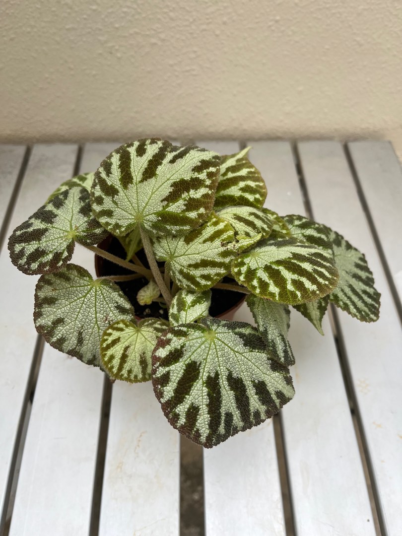 Begonia Silver Jewel, Furniture & Home Living, Gardening, Plants ...