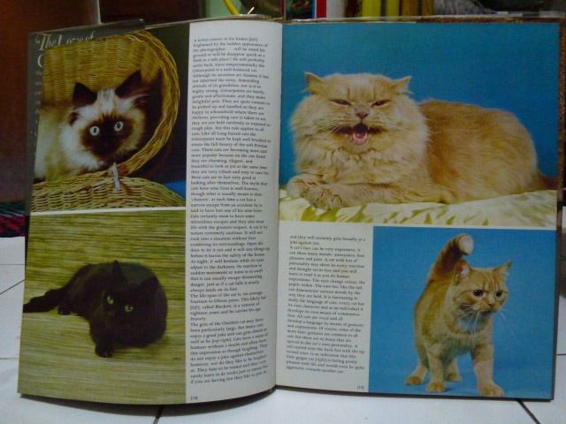 Buku `The Love Of Cats` By Christine Metcalf 1973, Buku & Alat Tulis ...