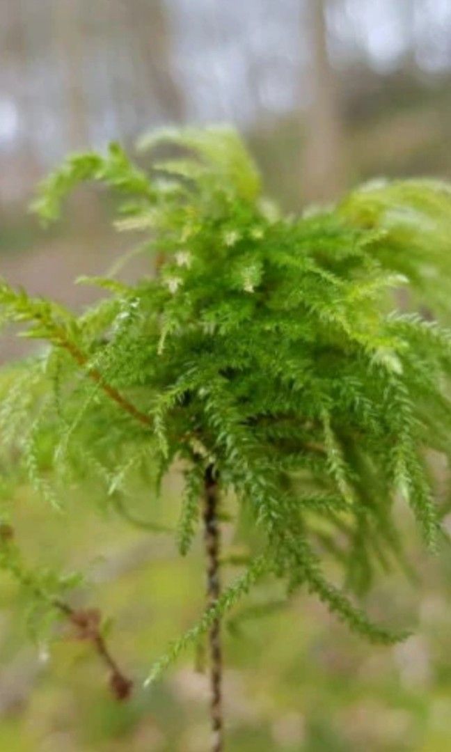 European tree moss feather moss, Furniture & Home Living, Gardening ...