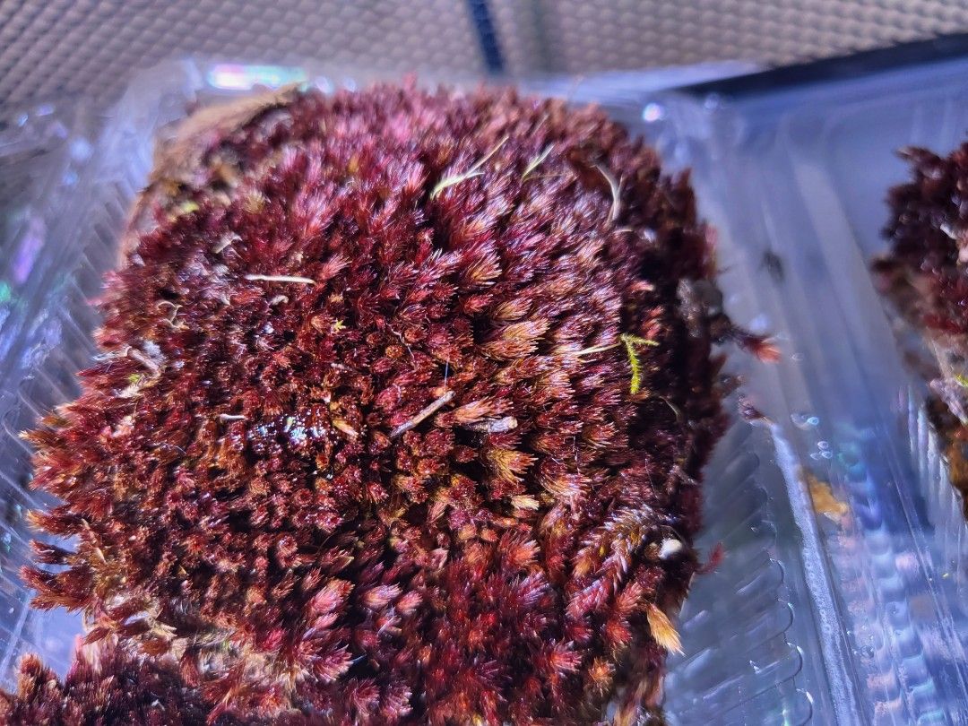 French Red alpine moss, Furniture & Home Living, Gardening, Plants ...