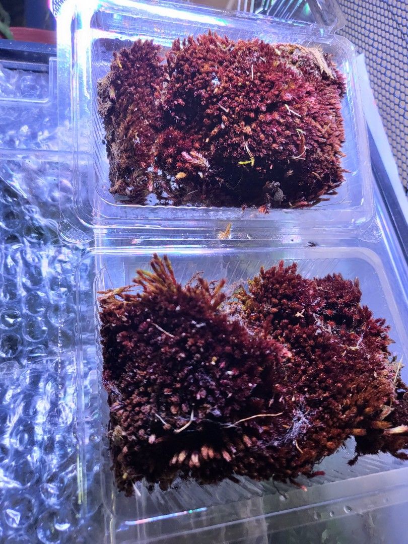 French Red alpine moss, Furniture & Home Living, Gardening, Plants ...