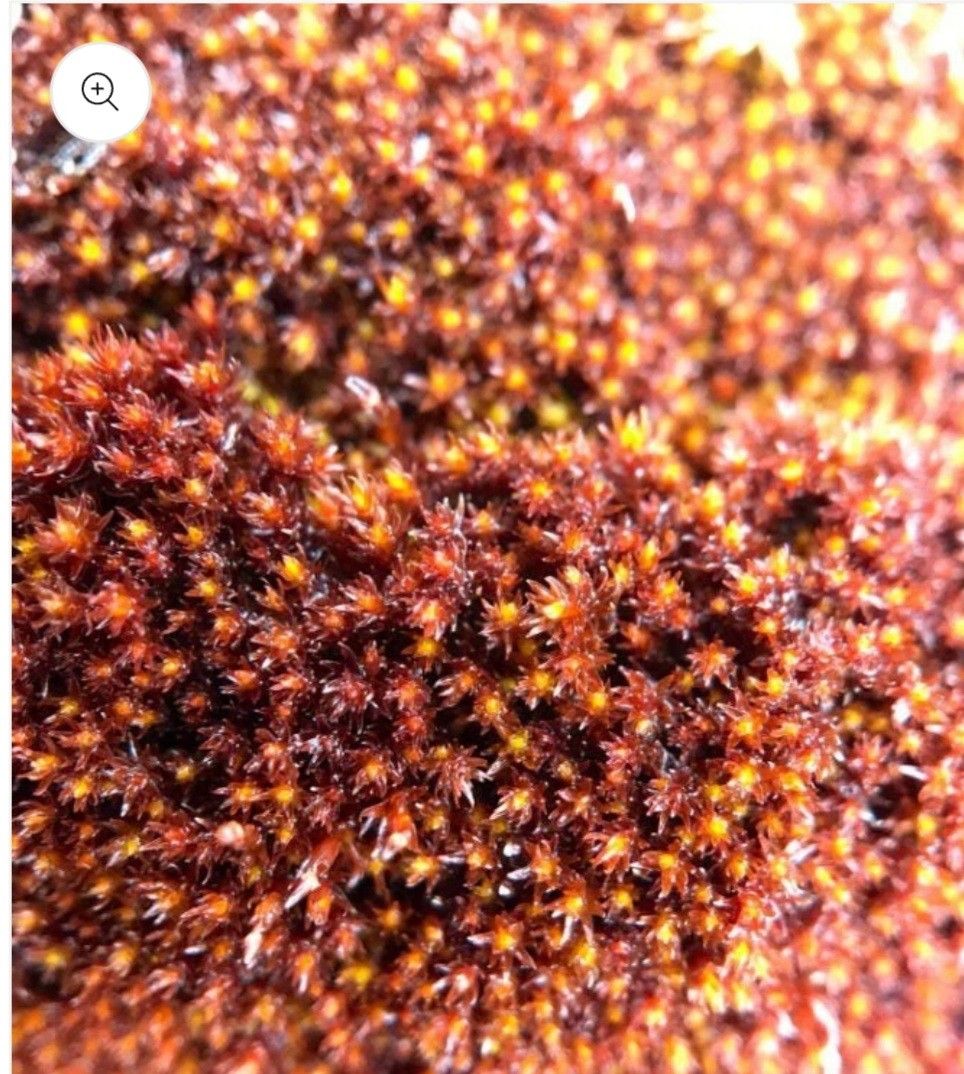 French Red alpine moss, Furniture & Home Living, Gardening, Plants ...