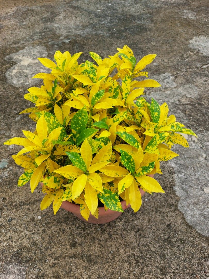 Gold Dust Croton, Furniture & Home Living, Gardening, Plants & Seeds on ...