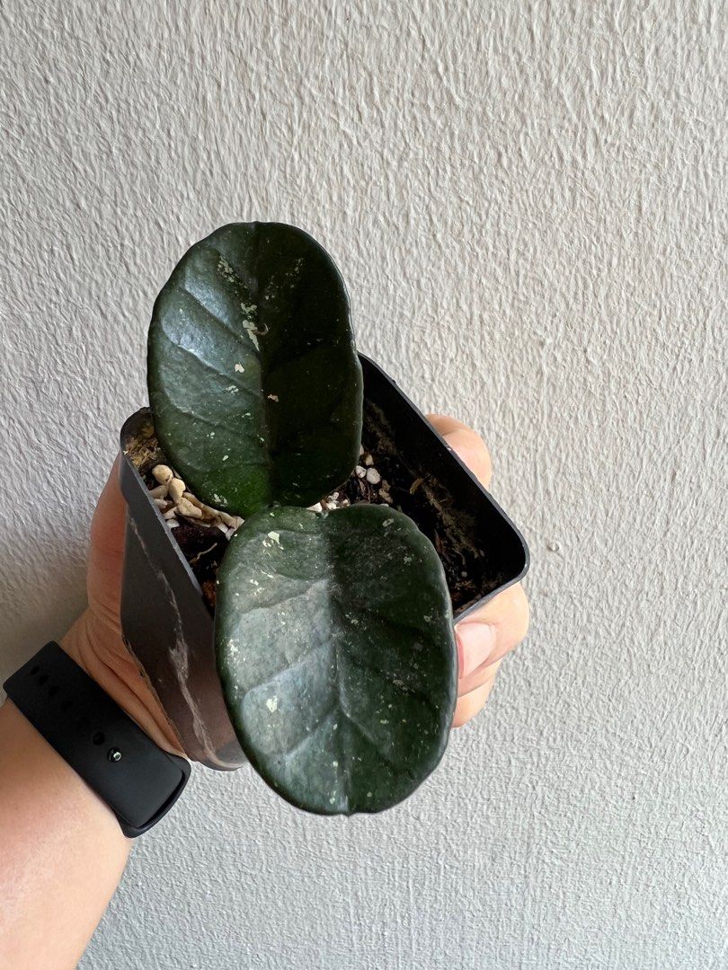 Hoya Bonii, Furniture & Home Living, Gardening, Plants & Seeds on Carousell