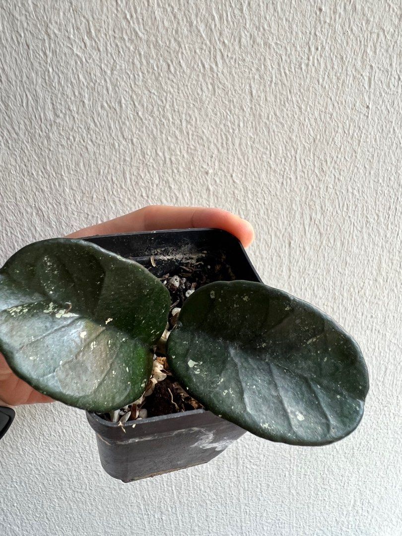 Hoya Bonii, Furniture & Home Living, Gardening, Plants & Seeds on Carousell