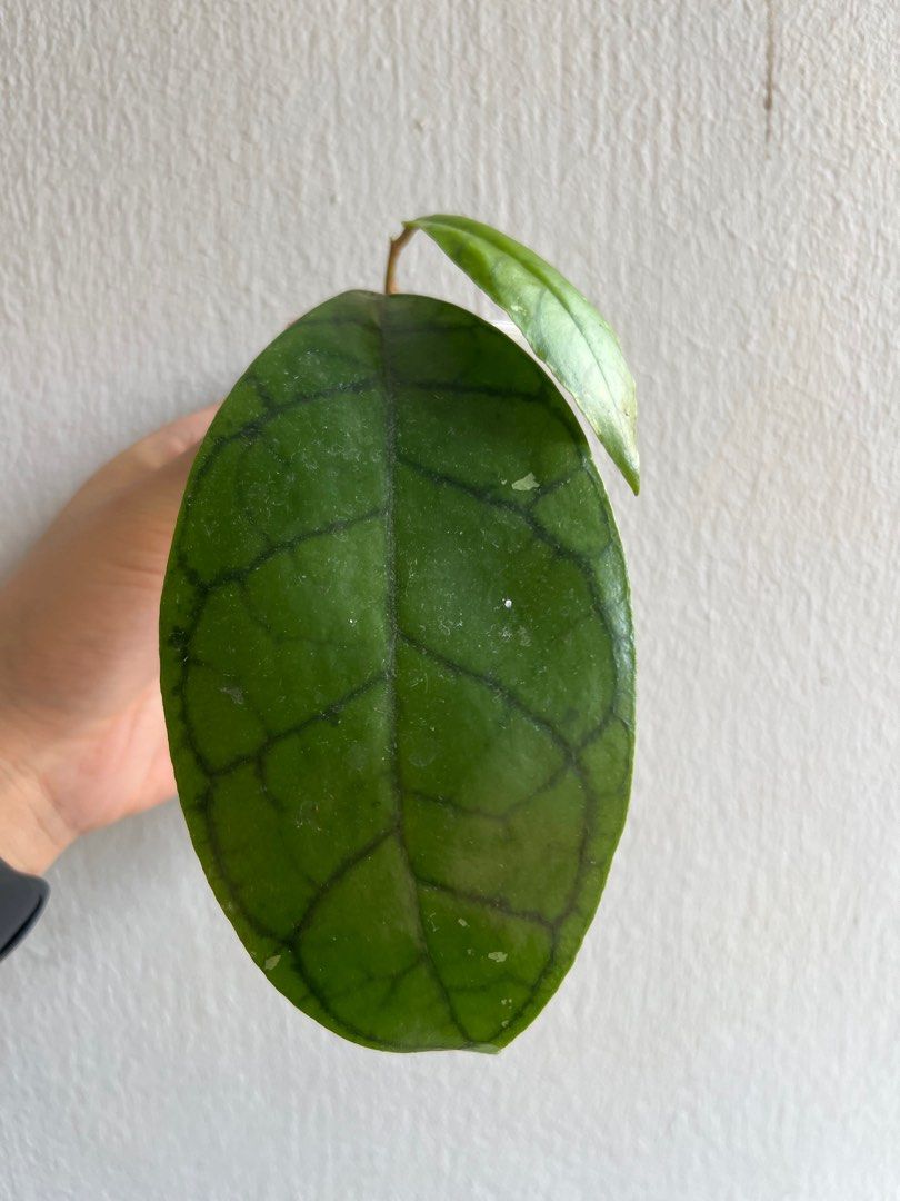Hoya Callistophylla sp Kalimantan, Furniture & Home Living, Gardening ...