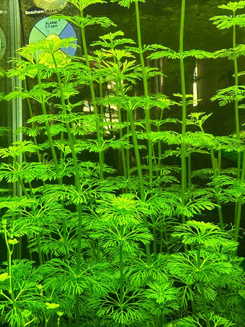 limnophila sessiliflora, Furniture & Home Living, Gardening, Plants ...