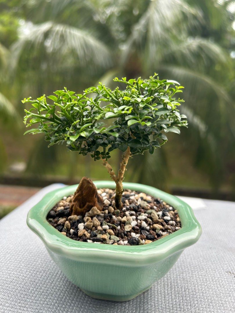 Mini Murraya Bonsai, Furniture & Home Living, Gardening, Plants & Seeds ...