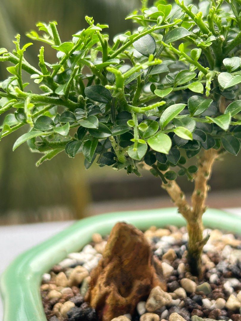 Mini Murraya Bonsai, Furniture & Home Living, Gardening, Plants & Seeds ...