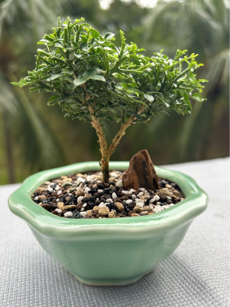 Mini Murraya Bonsai, Furniture & Home Living, Gardening, Plants & Seeds ...
