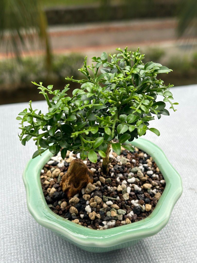 Mini Murraya Bonsai, Furniture & Home Living, Gardening, Plants & Seeds ...