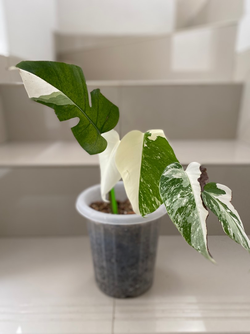 Monstera variegata 5 daun trah super, Perkebunan di Carousell
