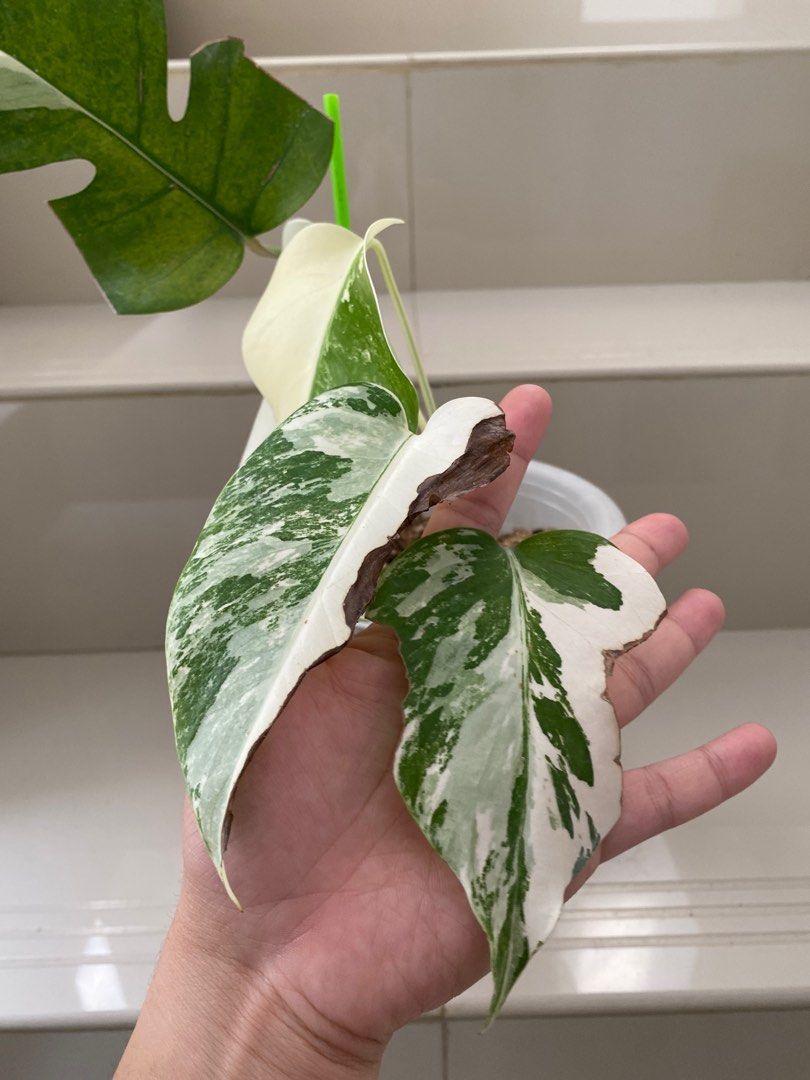 Monstera variegata 5 daun trah super, Perkebunan di Carousell