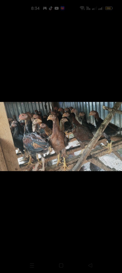 native chicken on Carousell