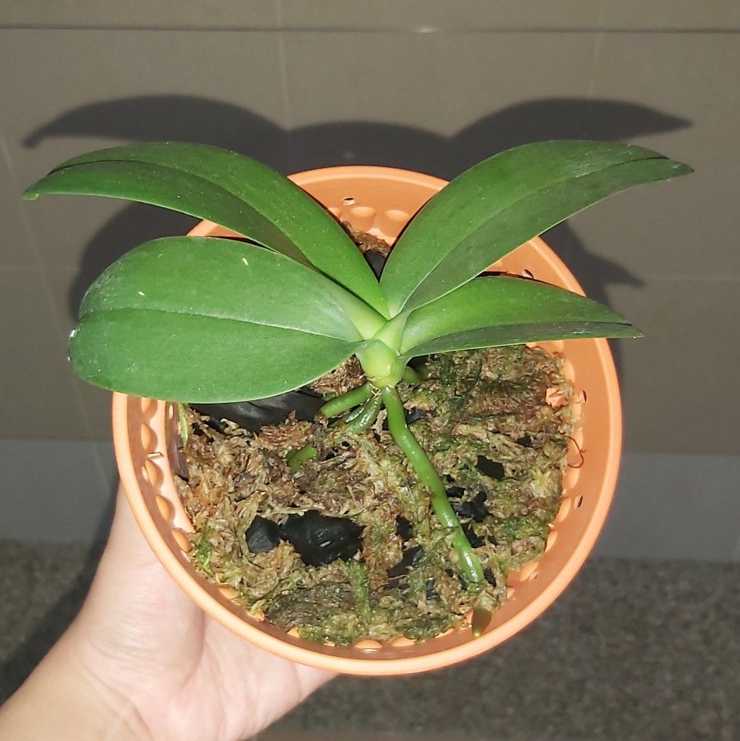 Phalaenopsis KV Beauty orchid plant (Keiki), Furniture & Home Living ...