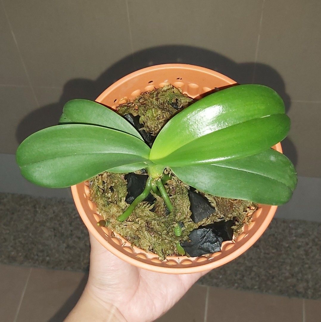 Phalaenopsis KV Beauty orchid plant (Keiki), Furniture & Home Living, Gardening, Plants & Seeds ...