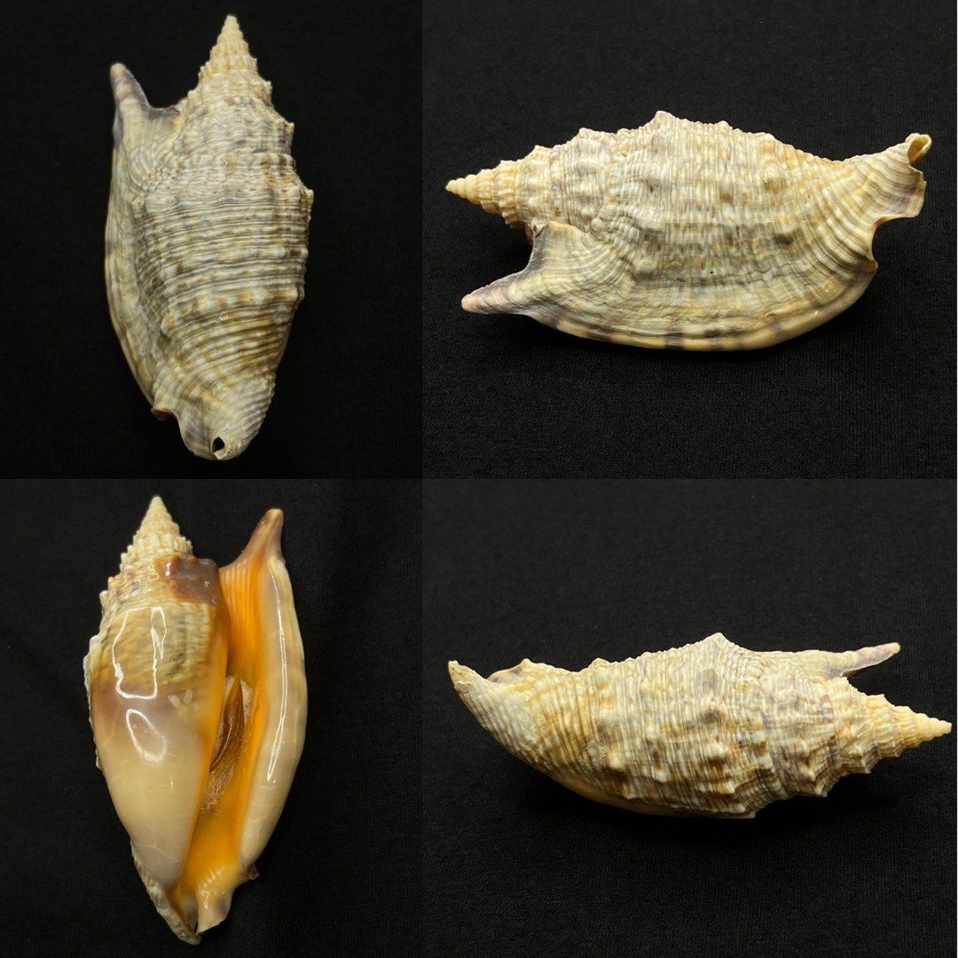 Seashell Diana Conch, Hobbies & Toys, Memorabilia & Collectibles ...