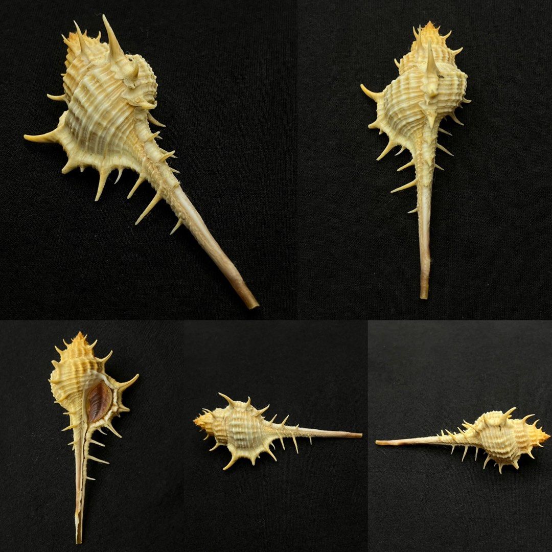 Seashell Murex Trapa, Hobbies & Toys, Memorabilia & Collectibles ...