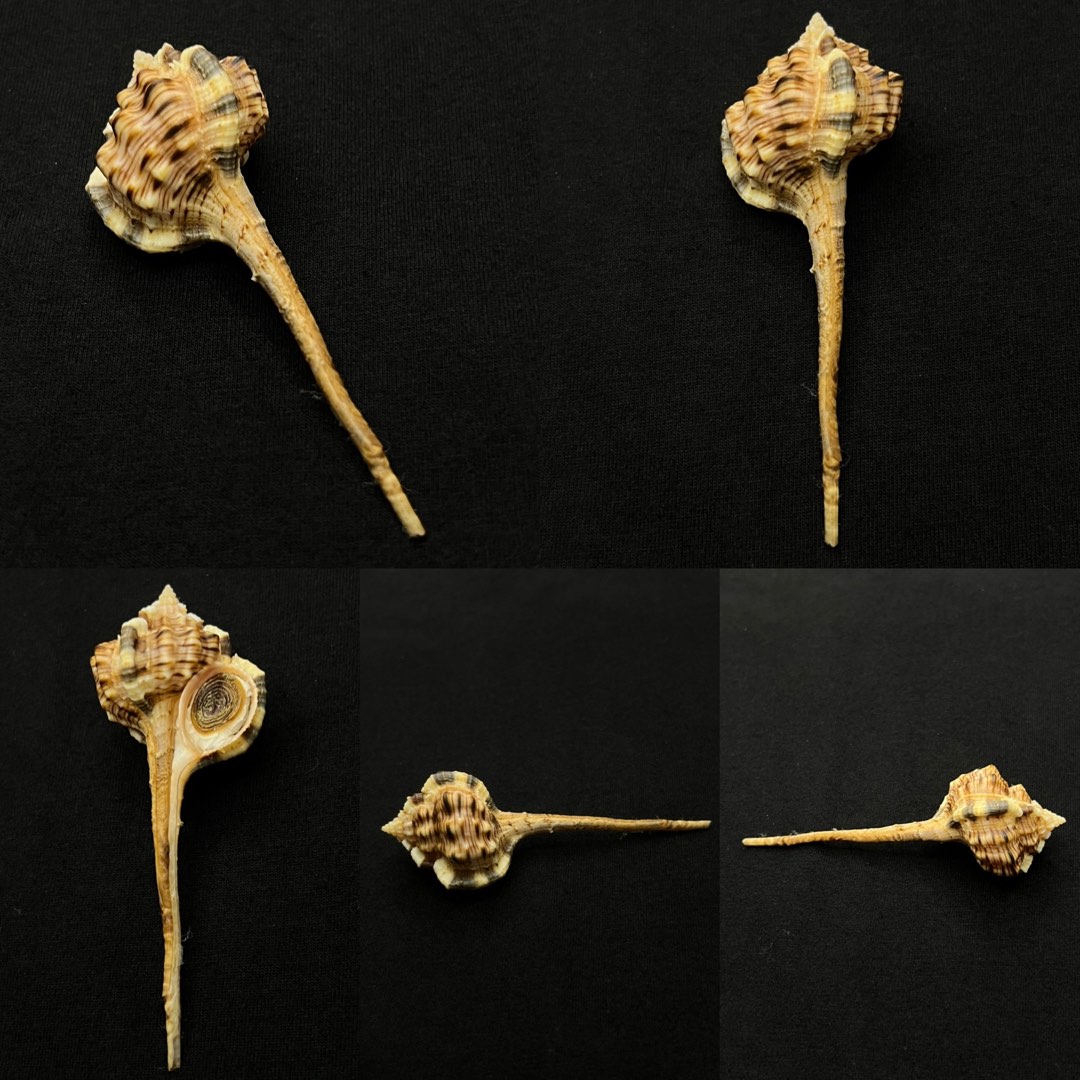 Seashell Snip’s Bill murex, Hobbies & Toys, Memorabilia & Collectibles ...