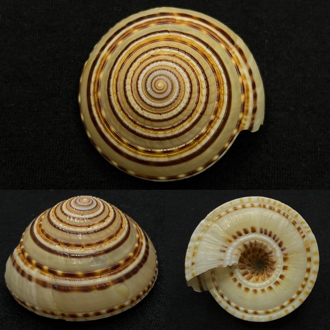 Seashell Sundail Shell, Hobbies & Toys, Memorabilia & Collectibles ...