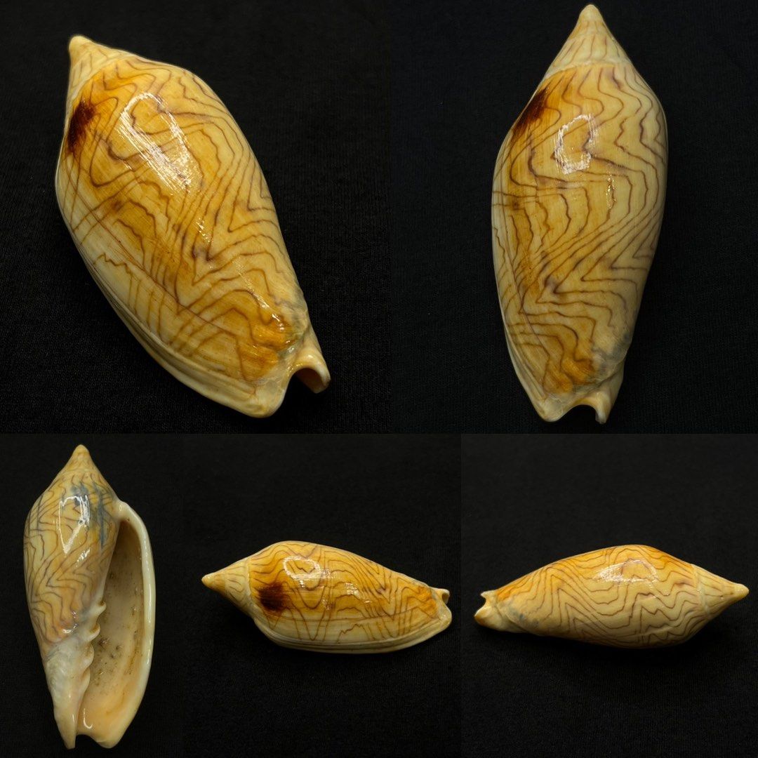 Seashell Wavy Volute, Hobbies & Toys, Memorabilia & Collectibles ...