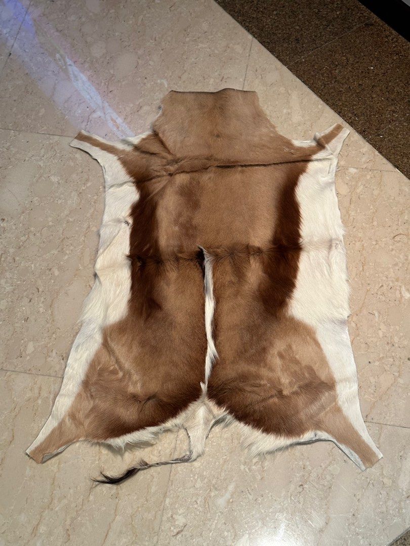 Springbok hides from South Africa, Furniture & Home Living, Home Decor ...