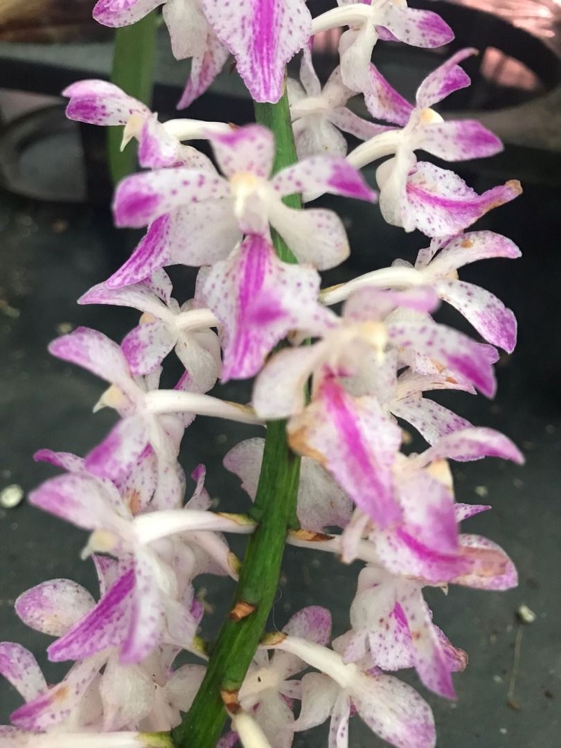 Aerides Falcata - fragrant, Furniture & Home Living, Gardening, Plants ...