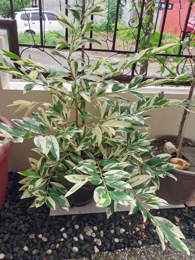 Matdo Variegated Plant on Carousell
